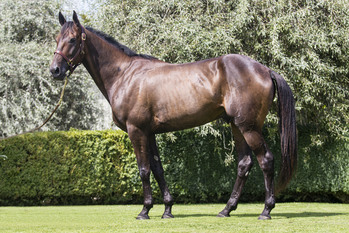 Lot 10bis - DELANO - Vente Rouges Terres 2021 - AUCTAV