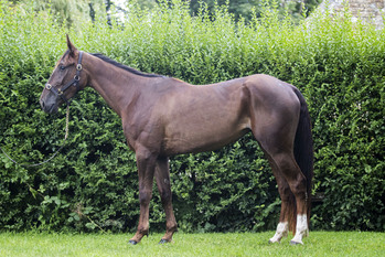 Lot 47 - INIS MONA MUSIC - Vente Rouges Terres 2021 - AUCTAV