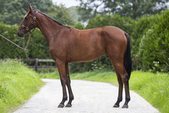 Lot 123 - KILL JOY LADY - Vente Rouges Terres 2021 - AUCTAV