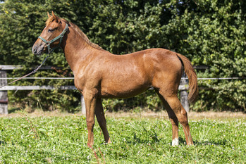 Lot 6 - LIBERTY SPEED - Catalogue Septembre - AUCTAV