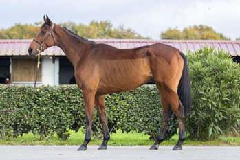 Lot 5bis - HUNTER - Catalogue Novembre - AUCTAV