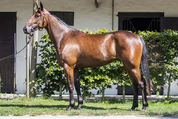 Lot 86 - KEYPTOWN - Rouges Terres Sale 2022 - AUCTAV