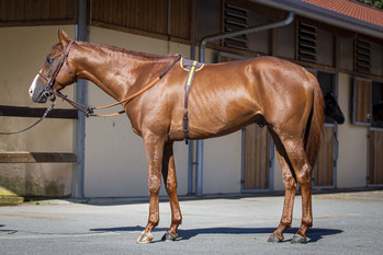 Lot 33 - NISSAL AL CHAM - Auctav Arabian Summer Sale - Training Horse ...