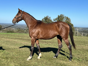 Lot 13 - AINHOA FOLWIN - Auctav Arabian Autumn Sale - 2yos & HIT - AUCTAV