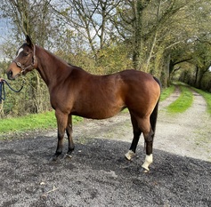 Lot 25b - MISS LINO - Auctav Winter Breeding Stock Sale - NH - AUCTAV