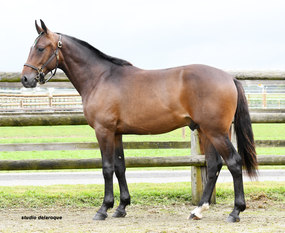 Lot 28 - MYSTIC DRY - Vente de Yearlings trotteurs sélectionnés - AUCTAV