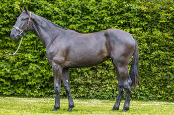 Lot 98 - MADISON DU PONT - Yearling trotters Sales - AUCTAV