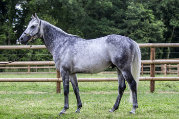 Lot 9b - KAIR AL CHAM - Auctav Arabian Summer Sale - 2 y.o & Horses in ...
