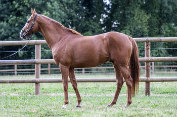 Lot 18b - MOUNJARED AL CHAM - Auctav Arabian Summer Sale - 2 ans & CAE ...