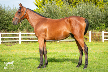Lot 93 - MIGHTY RUN - Yearling trotters Sales - AUCTAV
