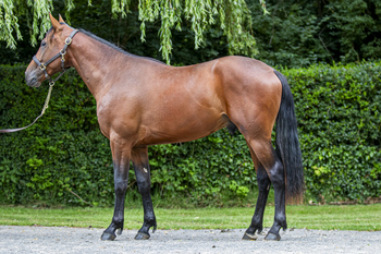 Lot 70 - LINCOLN JENILOU - Rouges Terres Sale 2023 - AUCTAV