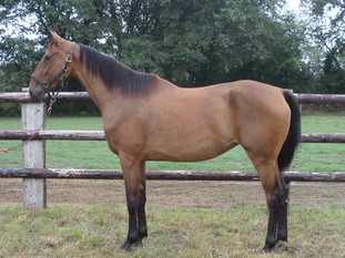 Lot 11 - KOZA WICZ - Rouges Terres Sale 2023 - AUCTAV