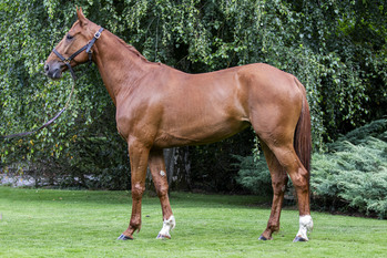 Lot 33 - INVINCIBLE QUEEN - Rouges Terres Sale 2023 - AUCTAV