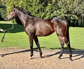 Lot 21 - TEMPEST - Auctav flat horse sale - AUCTAV