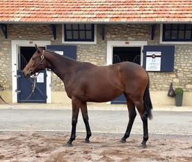 Lot 1 - GOROCK - Vente de Plat 2023 - AUCTAV