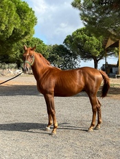 Lot 13 - FAIRPLAY RP - Auctav Arabian Autumn Sale - Yearling & 2 ans ...