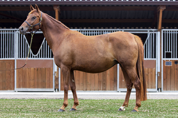 Lot 45 - MANSOURA AL CHAM - Auctav Arabian Autumn Sale - Breeding - AUCTAV