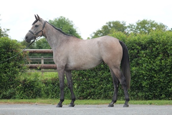 Lot 20 - MADISON BLUE - Auctav Arabian Summer Sale - 3 Y.O & In ...