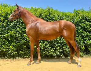 Lot 28 - MAHIB DU LYS - Auctav Arabian Summer Sale - Yearling & 2 Y.O ...