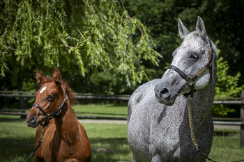 Lot 42 - HAIJA - Auctav Arabian Summer Sale - Breeding - AUCTAV