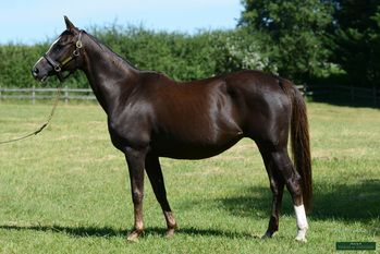 Lot 46 - FATAT AL ARAB - Auctav Arabian Summer Sale - Breeding - AUCTAV