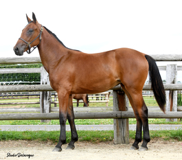 Lot 101 - NAYADE DRY - Selected Yearling Trotters sale 2024 - AUCTAV