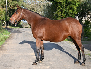 Lot 7 - ADONIS DE PIBOUL - Auctav Arabian Autumn Sale - Breeding - AUCTAV