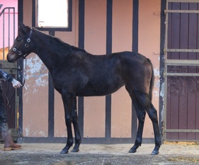 Lot 15 - N (TIAMARA 2024) - January Flat Sale - AUCTAV