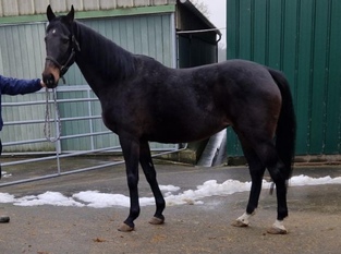 Lot 16 - MILLE RUBIS - January National Hunt Sale - AUCTAV
