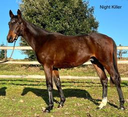 Lot 75 - NIGHT KILLER - January Flat Sale - AUCTAV