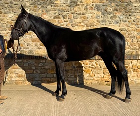 Lot 24 - MADISON - Spring Rouges Terres Sale - AUCTAV