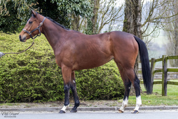 Lot 2 - PAX ROMANA - April Flash Sale - AUCTAV
