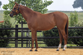 Lot 8 - KALTHAM - Auctav Arabian Summer Sale - Breeding - AUCTAV