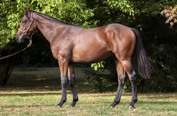 Lot 2 - FLYING FLASH - Vente de Yearlings de Plat 2025 - AUCTAV