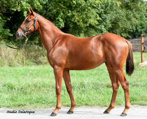 Lot 21 - MR SAY - Flat Yearling Sale 2025 - AUCTAV