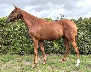Lot 127 - NIK MARAUDEUR - National Hunt Sale 2025 - AUCTAV