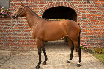 Lot 101 - NIFTY DREAM - National Hunt Sale 2025 - AUCTAV