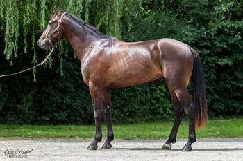 Lot 10 - NABABBO - Vente Rouges Terres 2025 - AUCTAV