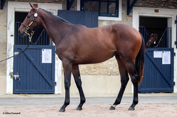 Lot 57 - OPTIMAE - National Hunt Sale 2025 - AUCTAV