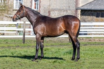 Lot 4 - MISTER POWER - Catalogue Avril - AUCTAV